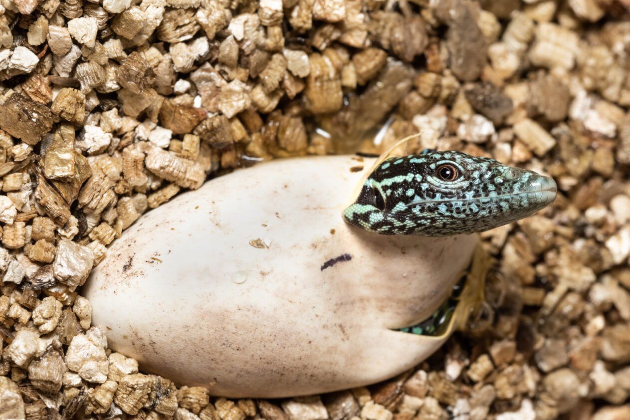 Healthy animal populations